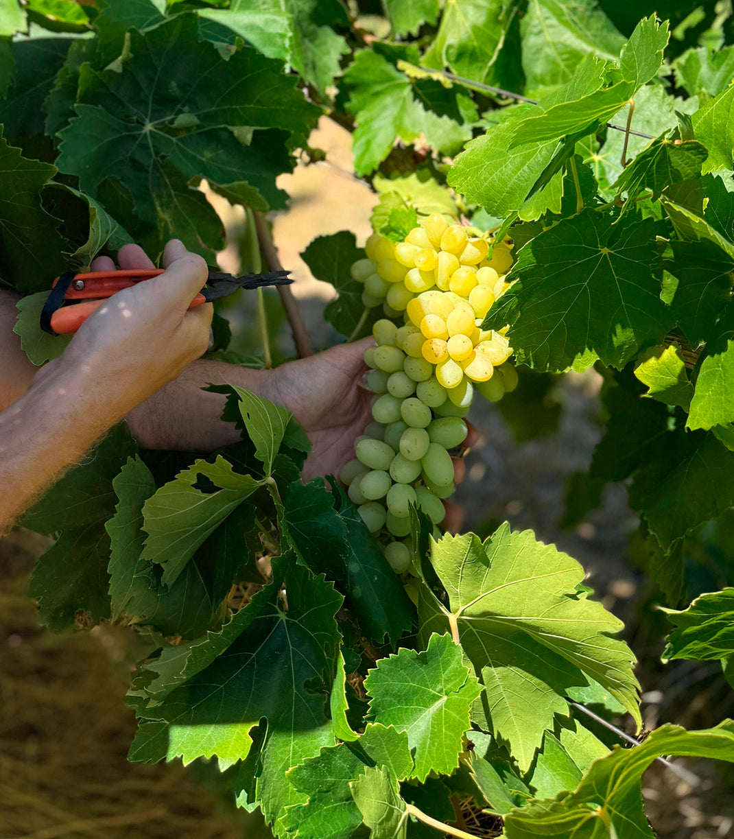 Wine, Dining & Events in Swan Valley, Perth, WA | Edgecombe Winery