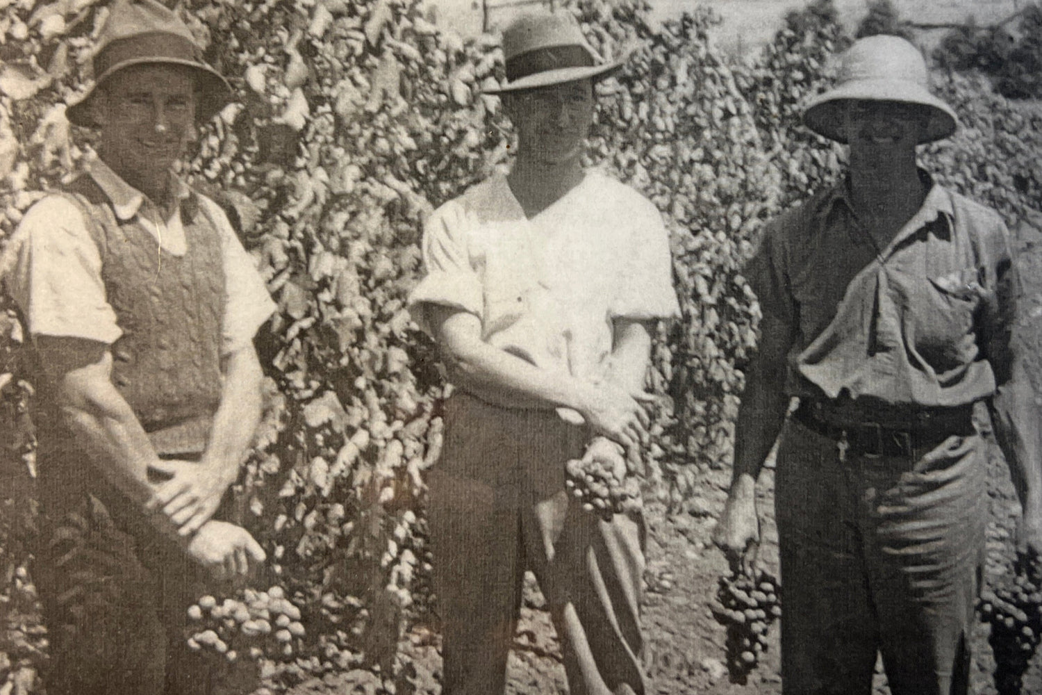 About Us – Edgecombe Winery